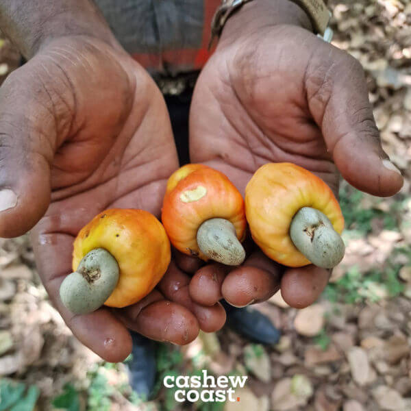 The 5 Steps of Processing Raw Cashew Nuts