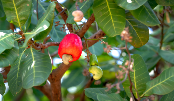 Cashew Nuts (Anacardium occidentale) | Species Guide | Cashew Coast