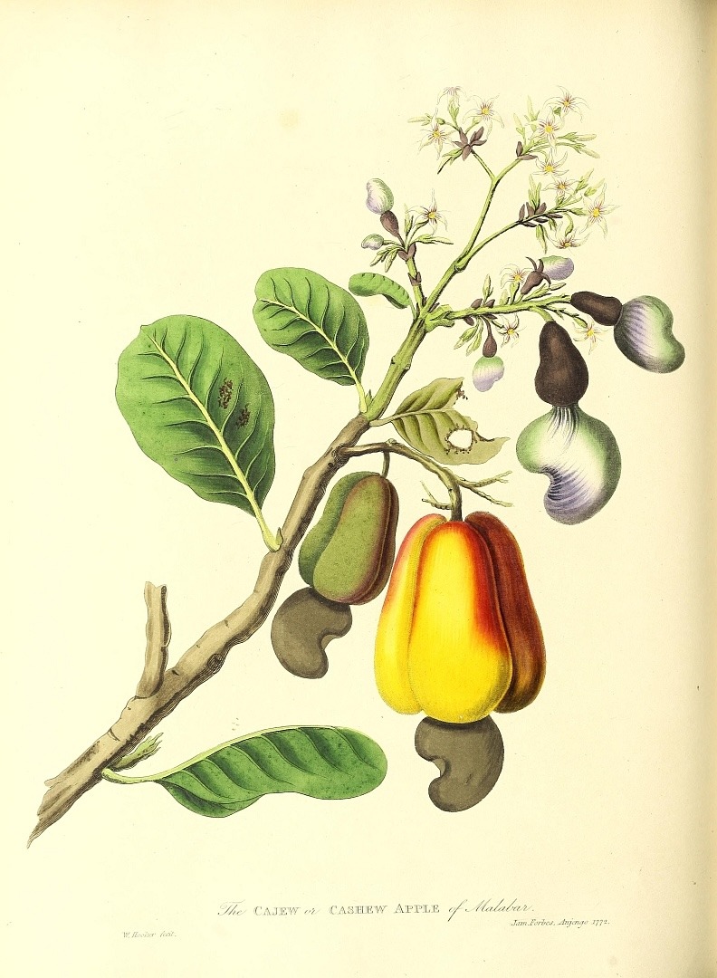 Cashew Nuts (Anacardium occidentale) | Species Guide | Cashew Coast